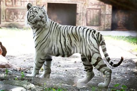 Tigris
