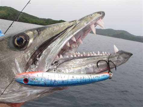 Big Fishes Of The World Barracuda Great Sphyraena Barracuda