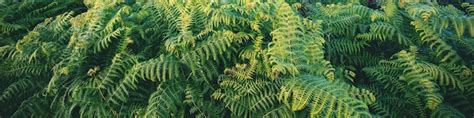 Premium Photo Ferns Leaves Nature Background Horizontal Banner