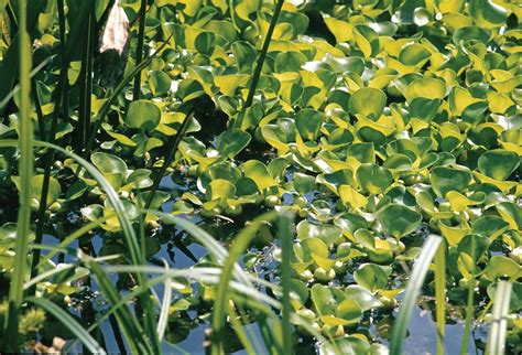 Common Water Hyacinth Plant Britannica