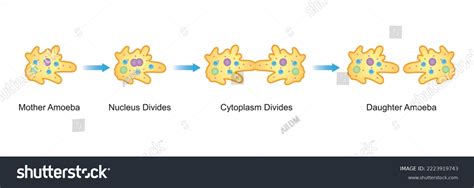 Scientific Designing Binary Fission Amoeba Colorful Stock Vector Royalty Free