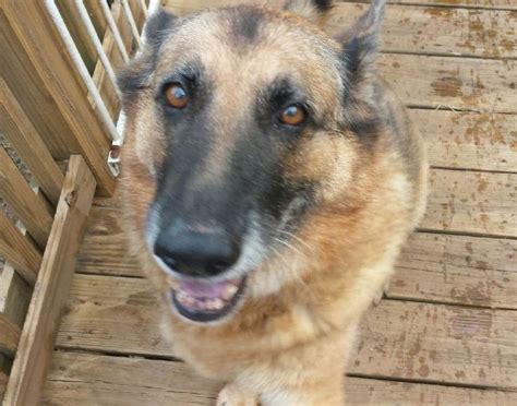 German Shepherd Puppies Nc Rescue