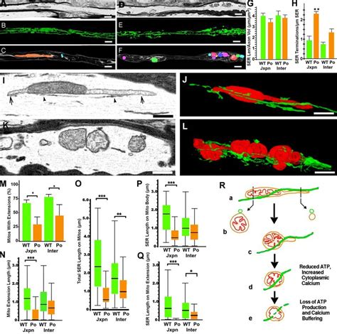 Mitochondria Ser Associations And Mitochondrial Outer Membrane