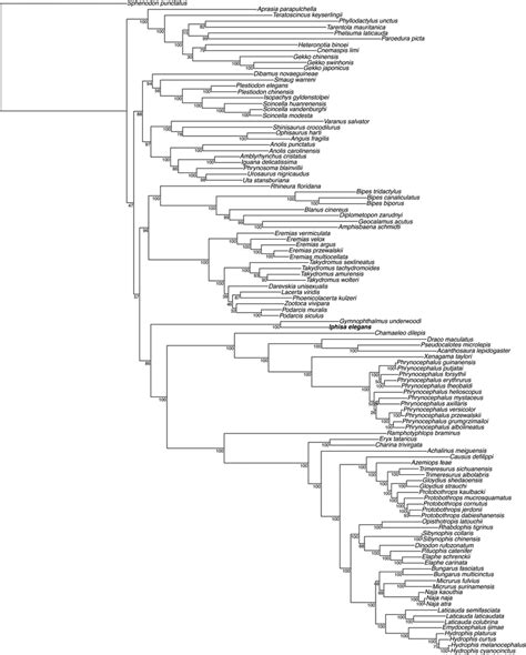 Maximum Likelihood Phylogeny Of Squamata Inferred With A Gtr þ G Model