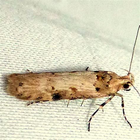 Prolita Pagella Bugguide Net