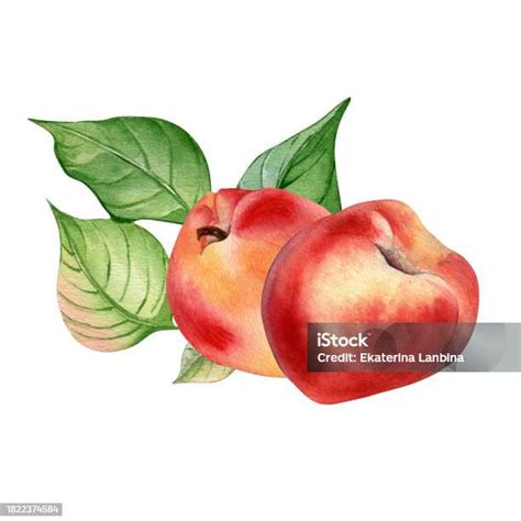 천도 복숭아와 잎사귀가 흰색 배경에 분리된 수채화 그림 잘 익은 과일 그림 복숭아 손이 그렸습니다 패키지 라벨 주방 스킨 케어 화장품 주스 디자인 요소 과일에 대한 스톡