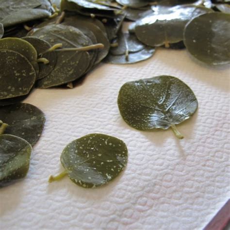 Lets Talk About Caper Leaves