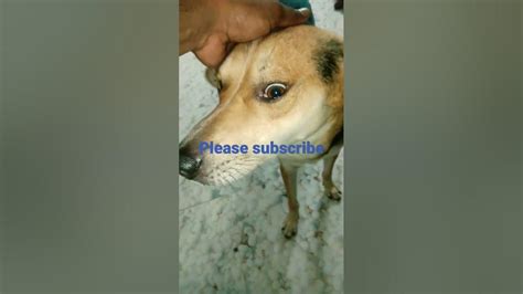 আমার দেশি পাগলা টিনটিন 🐕 Shortfunny Please Subscribe Youtube