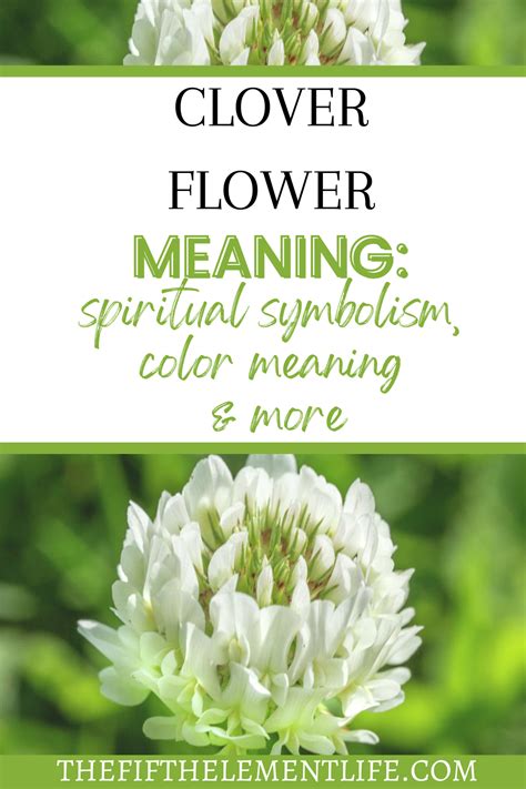 Clover Flowers Meaning At Ramona Crawford Blog