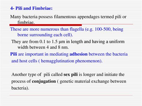Structures External To The Cell Wall Ppt Download