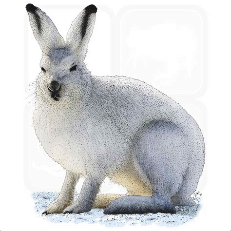 Arctic Hare Diagram Arctic Hare Craft And Winter Writing Arctic