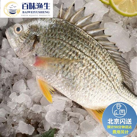 珍珠立鱼是淡水鱼吗珍珠立鱼是海鱼吗珍珠斑鱼是淡水鱼第2页大山谷图库