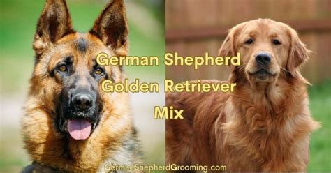 German Shepherd Rottweiler Mix Shepweiler Breed Guide