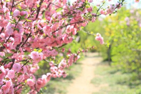 Flowering Cherry Tree Varieties