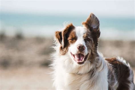 Is Kennel Cough Contagious To Humans 7 Things You Need To Know