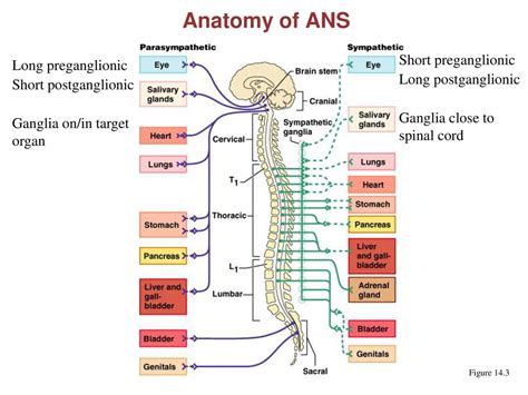 The Peripheral Nervous System Pns Part 1 Ppt Download