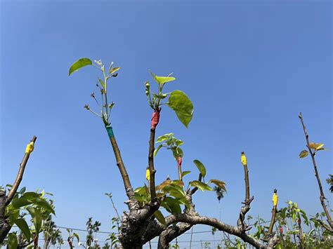 高接梨穗天然災害現金救助 3月2日至11日受理 中央社訊息平台