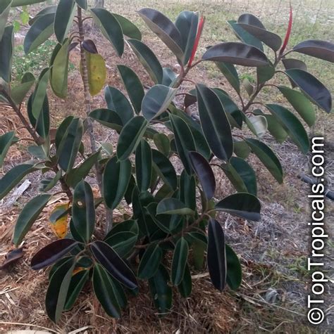 Ficus Elastica Common Name Rubber Tree Top Tropicals Plant