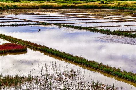 60 Free Salt Marshes And Salt Marsh Photos Pixabay