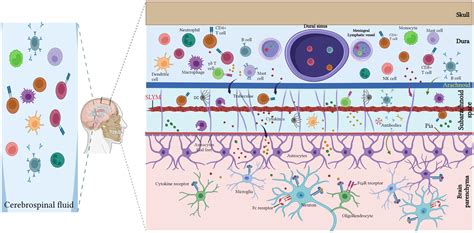 Frontiers Meningeal T Cells Function In The Central Nervous System