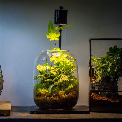 Terrarium Planting Kit Glass Jar And Black Led Grow Light With Base Ki