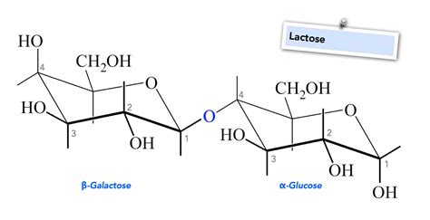 Lactose
