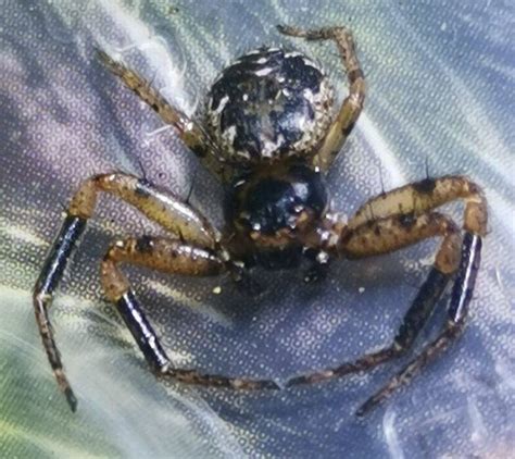 New Spider Species Discovery At Mogalakwena Research The Expedition