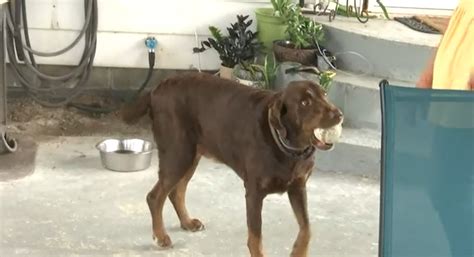 Owners Of Tucker The Dog Who Helped Locate Michael Burham To Receive