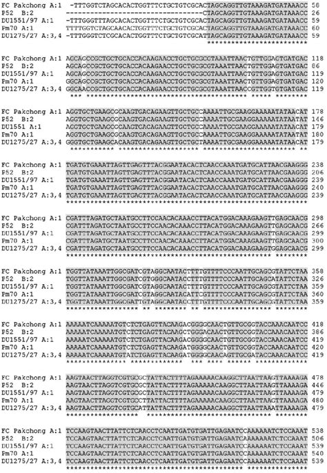 Nucleotide Sequence Alignment Of The Plpb Gene From 5 Strains Of P