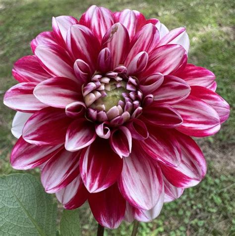 Ruby Mae Koala Hill Flower Farm