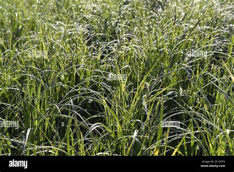 Green Grass Natural Background Texture Fresh Spring Green Grass Stock