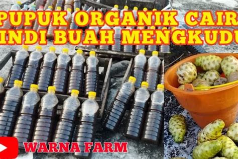 Cara Membuat Pupuk Organik Cair Lindi Buah Mengkudu Tanaman Jadi Subur Tanpa Perlu Keluar