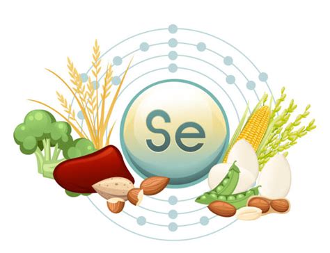 860 Selenium Ilustrasi Grafik Vektor And Clip Art Bebas Royalti