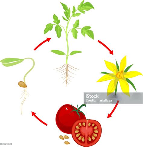 토마토 식물의 수명 주기 성인 식물과 잘 익은 붉은 과일 흰색 배경에 고립에 종자와 새싹에서 성장의 단계 토마토 채소에 대한