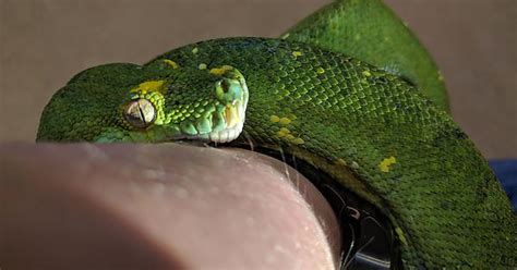 Oscar The Grouch My Biak Green Tree Python Album On Imgur