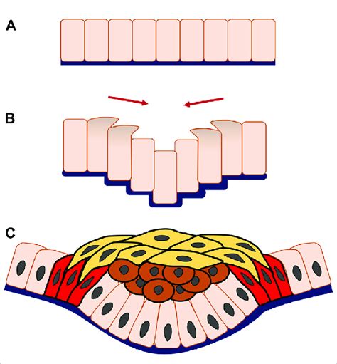 Multicellular System Of Epithelial Invagination In Early Tooth