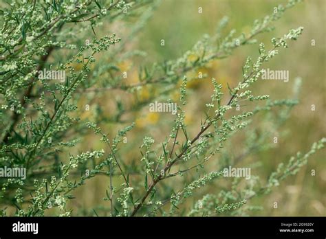 Artemisia Vulgariscommon Mugwort Herbaceous Perennial Plant Selective