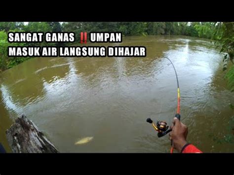 IKAN HAMPALA BESAR KALIMANTAN PENGHUNI JEMBATAN TUA CASTING HAMPALA