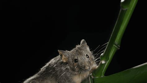 These Genetically Engineered Mice Are The First Ever Animals With Fully