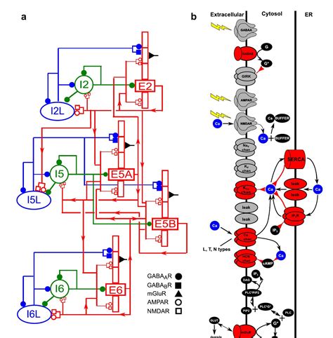 Model Schematics A Schematic Of Neocortical Network