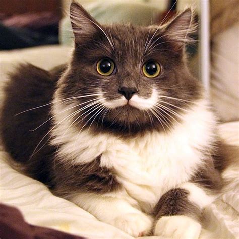 114 Of The Most Famous Cats On The Internet Bored Panda