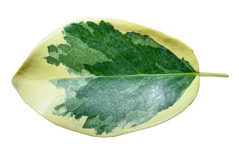 녹색과 흰색의 여러 가지 색상과 Aglaonema 잎은 클리핑 경로와 흰색 배경에 고립 0명에 대한 스톡 사진 및 기타 이미지