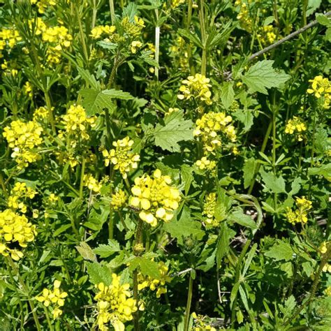 משפחת המצליבים מה בין חרדל לכרוב שביל הליקוט טלאור כהן