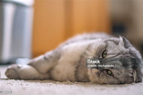 벌레 빛을 보고 집 환경에서 닫고 스코틀랜드 접이식 고양이 가축에 대한 스톡 사진 및 기타 이미지 가축 고양이 새끼 고양