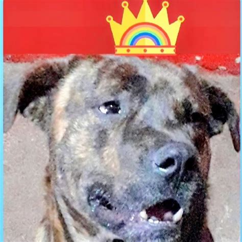 Daniel Toledo Youtube