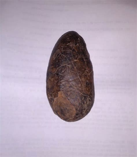 Oviraptor Egg Is It Real How To Recognize Fossil Fabrications The