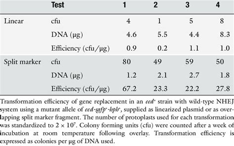 Transformation Efficiency Obtained With Protocol 1 Download Scientific Diagram