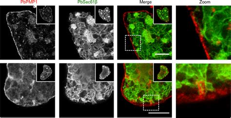 Super Resolution Sted Microscopy Of Double Fluorescent Download