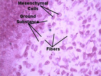 Mesenchyme Embryological Connective Tissue