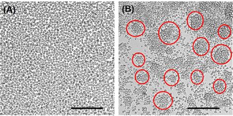 Figure 1 From Encapsulation Of Human Islets Using A Biomimetic Self Assembled Nanomatrix Gel For